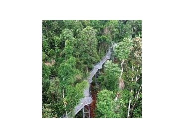 Arup celebrate opening of Mamu Rainforest Canopy Walkway | Architecture ...