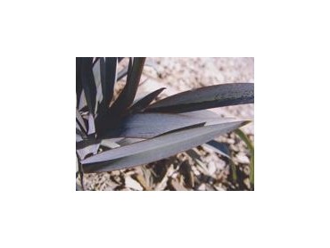 Dianella prunina Utopia from Diversity Plant Propagation | Architecture ...