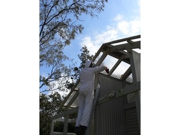 Honey bee control with Dragnet Dust from FMC Australasia | Architecture ...