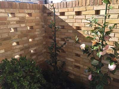 When dividing walls on your property become a standout feature with ...