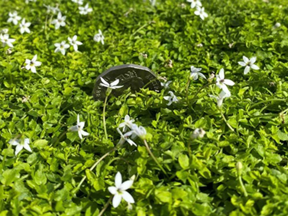 Trending garden ideas: Pratia pedunculata – White Star Creeper ...