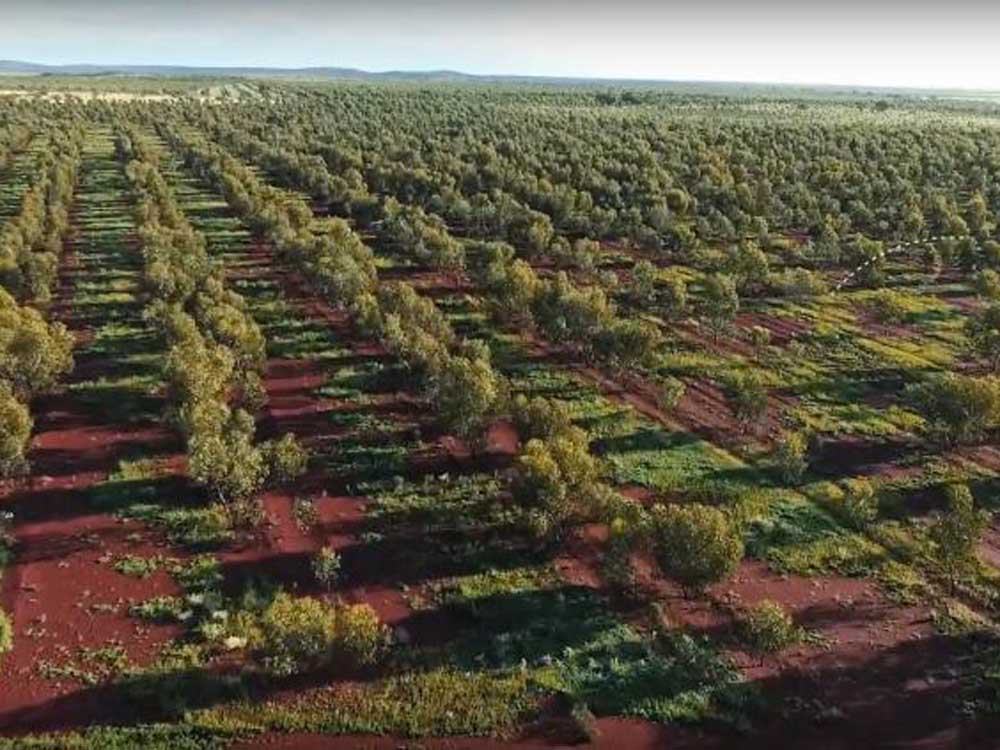 Australian reforestation gets a boost with new Carbon Neutral ...