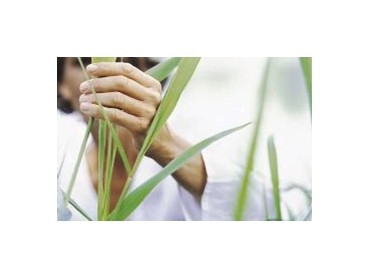 Rentokil Tropical Plants renamed as Ambius | Architecture & Design