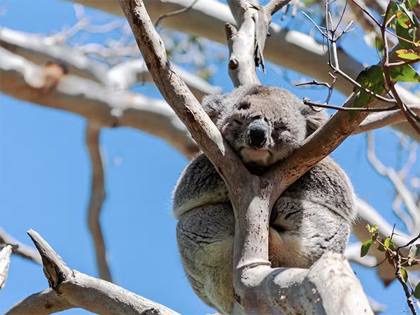 Program to plant 20 million trees prioritised cost-saving over gains ...