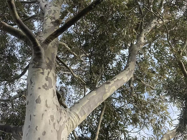 Why the humble spotted gum is a world class urban tree | Architecture ...