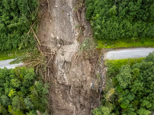 Replanting trees can help prevent devastating landslides like the one ...