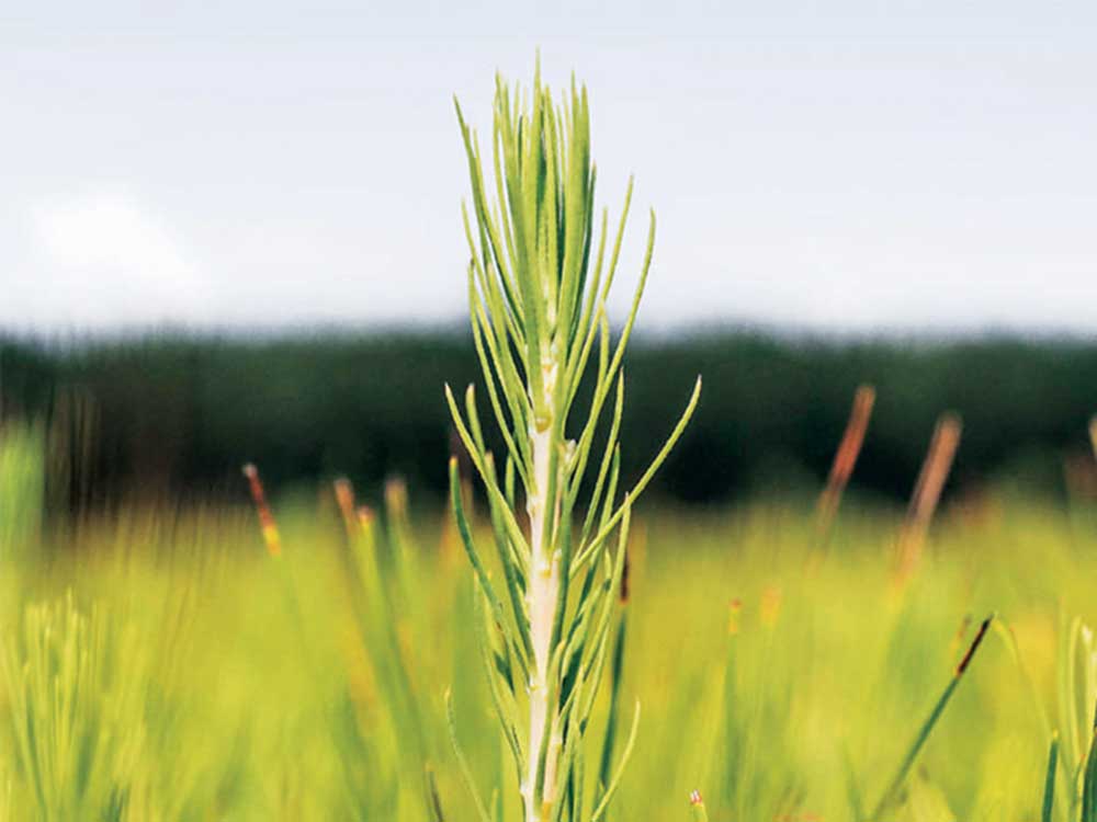 XLam: Unlocking the benefits of CLT in construction projects ...