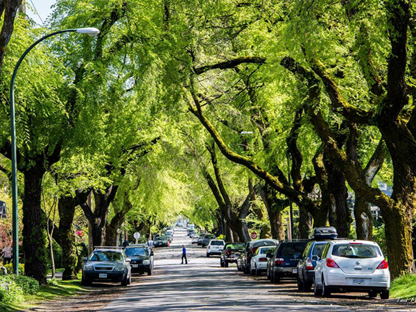 Urban tree canopy can make Australian cities more liveable ...